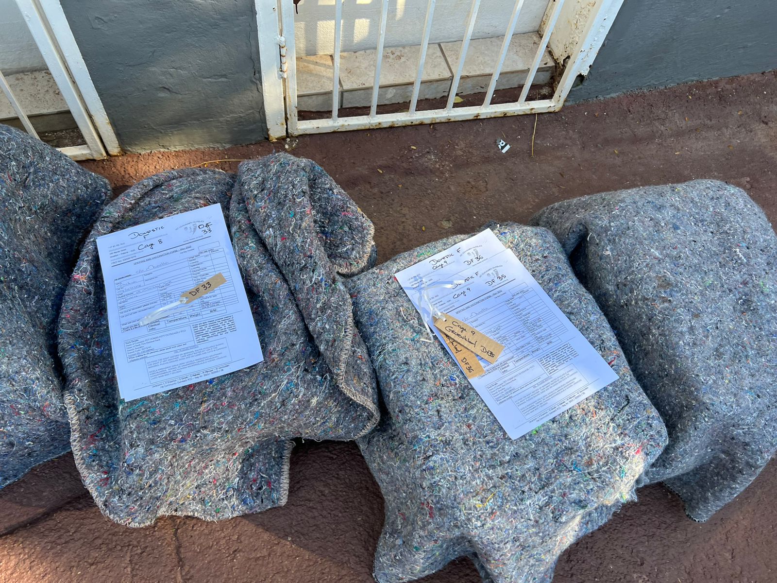 Gallery - Pet Community Outreach