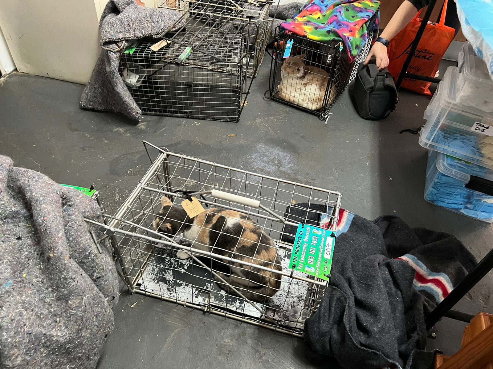 Gallery - Pet Community Outreach