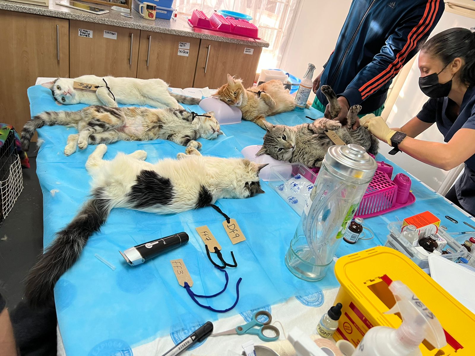 Gallery - Pet Community Outreach