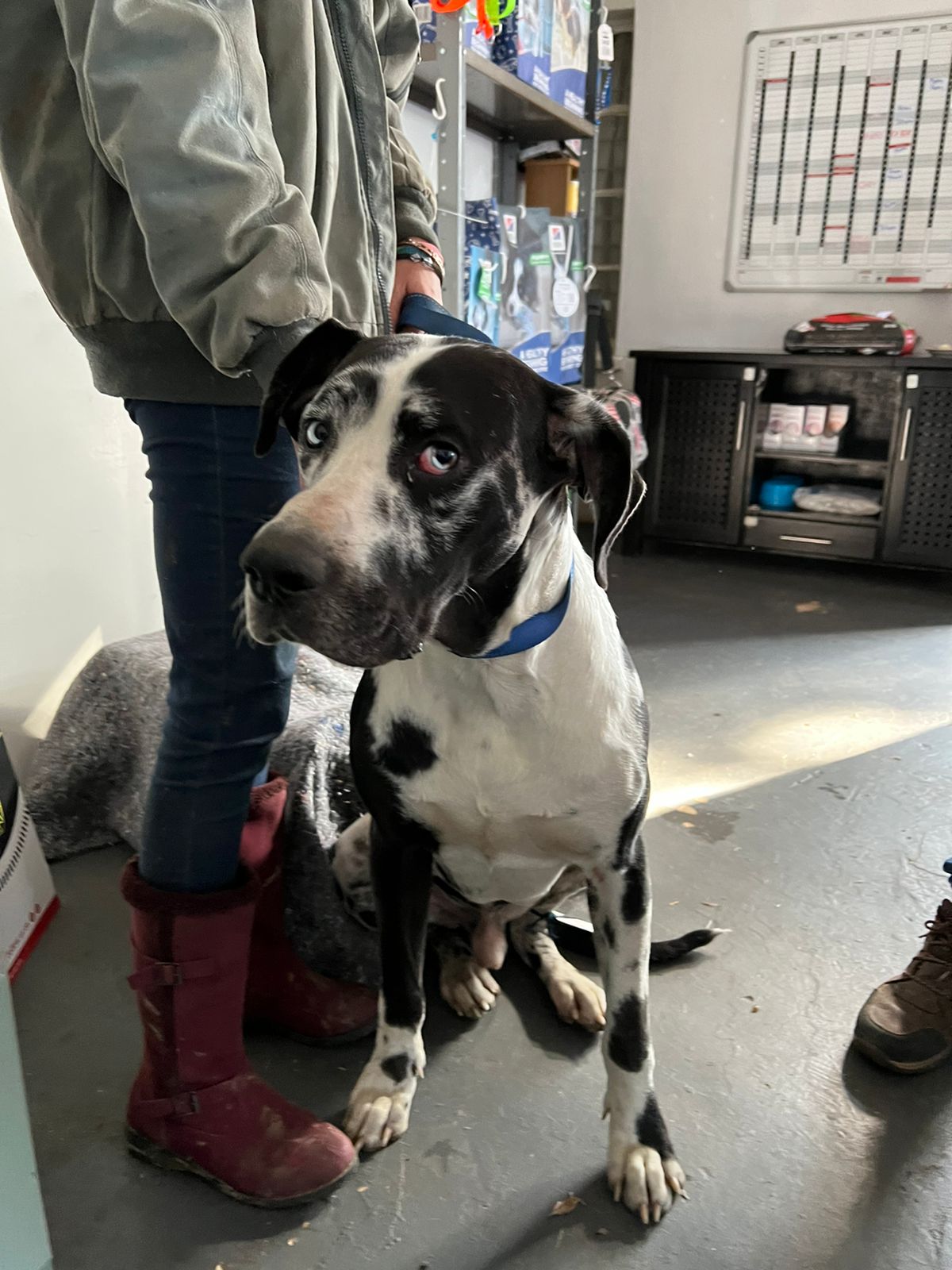 Gallery - Pet Community Outreach