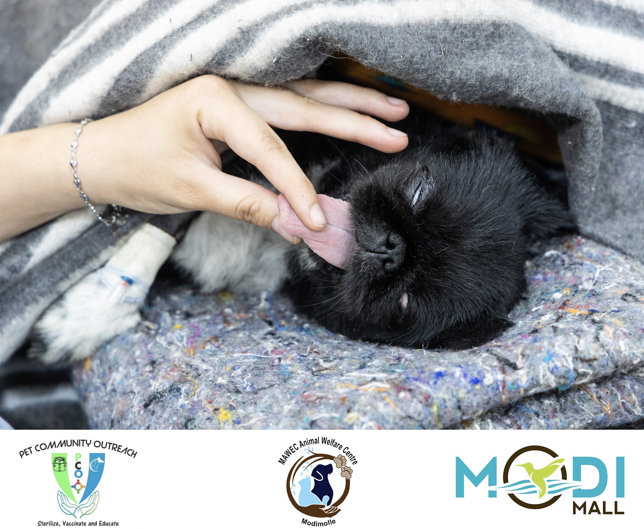 Gallery - Pet Community Outreach